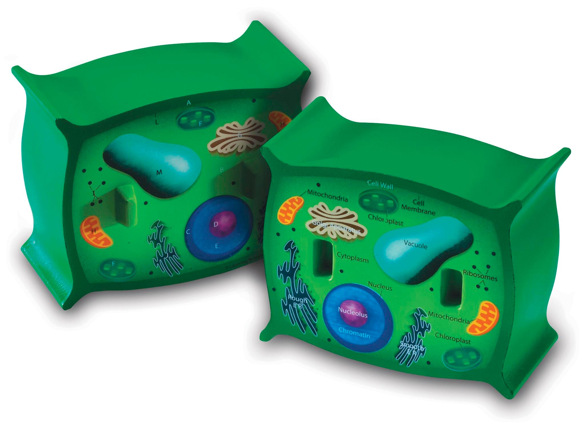 Plant Cell Cross-Section Model
